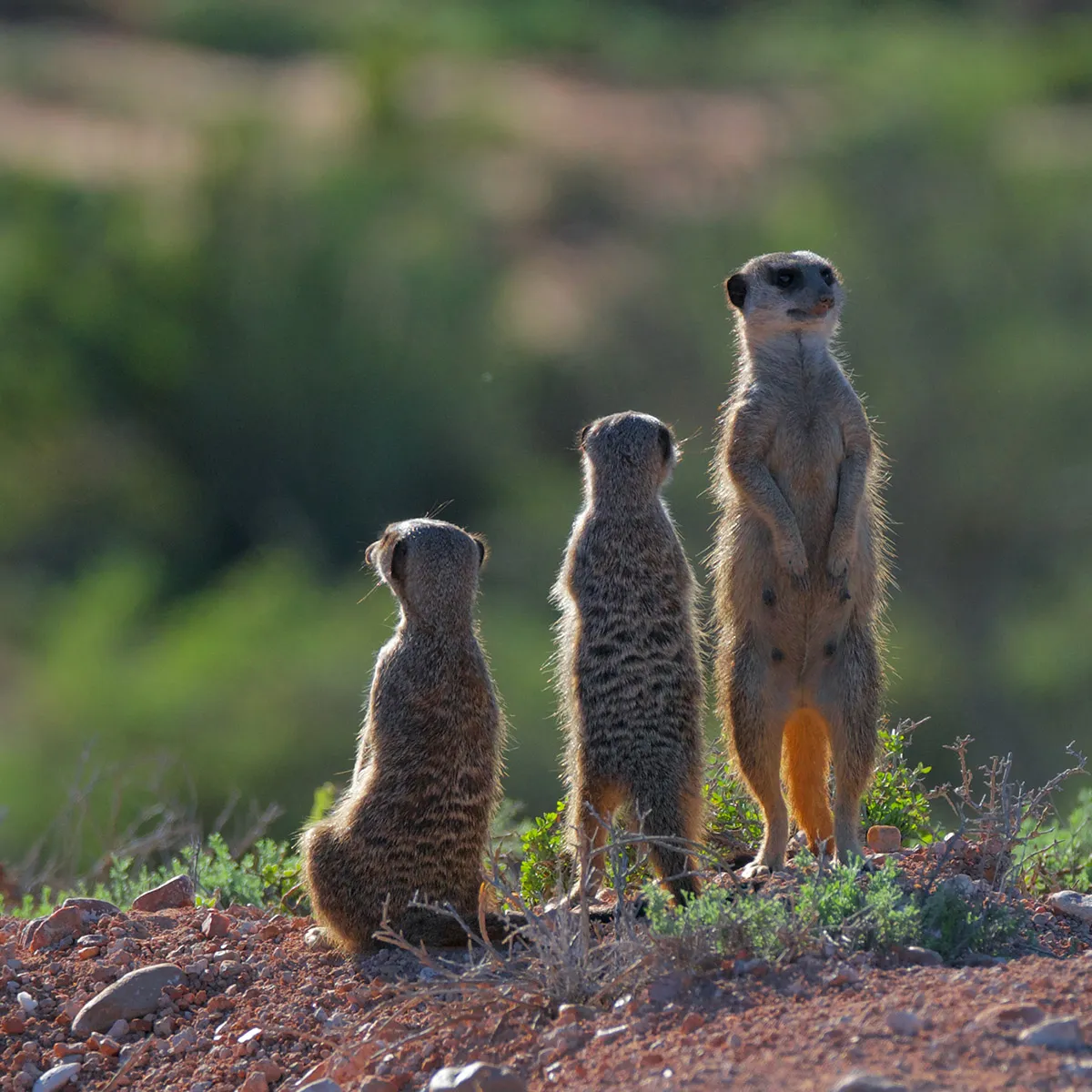 Elephant Experiences